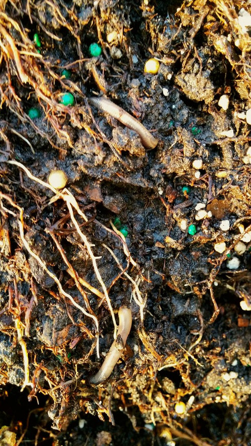 Are these good or bad worms?