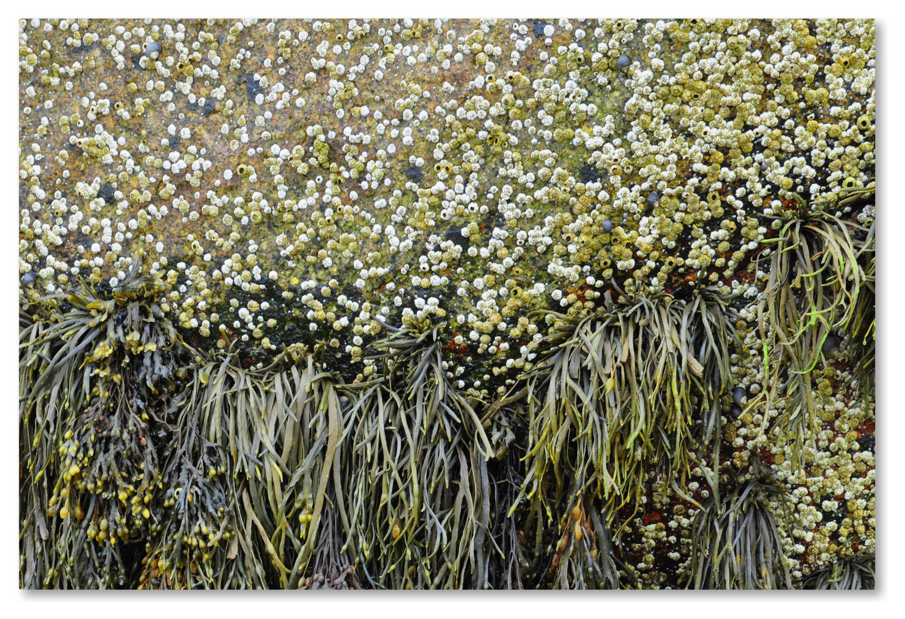 Nicole Dietz 'Barnacles' Canvas Art, 19"x12" - Contemporary - Prints ...