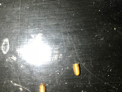 Empty bug shells found in garage???!!