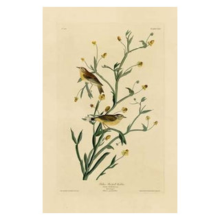 Yellow Red-Poll Warbler Print, 12 x 18 - Contemporary - Prints And ...