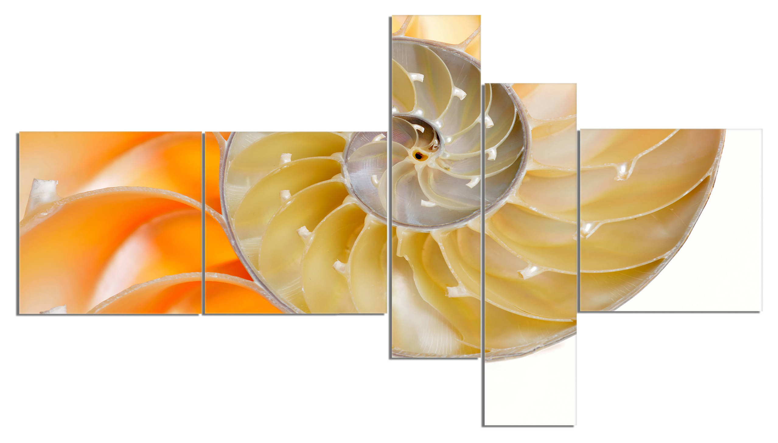 Isolated Nautilus Shell, Multipanel Abstract Canvas Art Print, 60"x32 ...