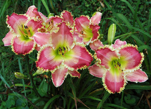 Best Pink Daylilies of 2021