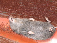 Small Mouse-Like Creature