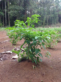 Akabare/Dalle Khorsani Peppers