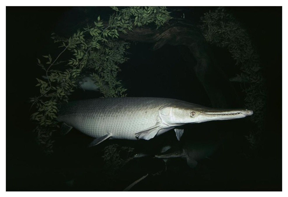 "Alligator Gar" Digital Paper Print by Flip Nicklin, 20"x14", 12"x18 ...