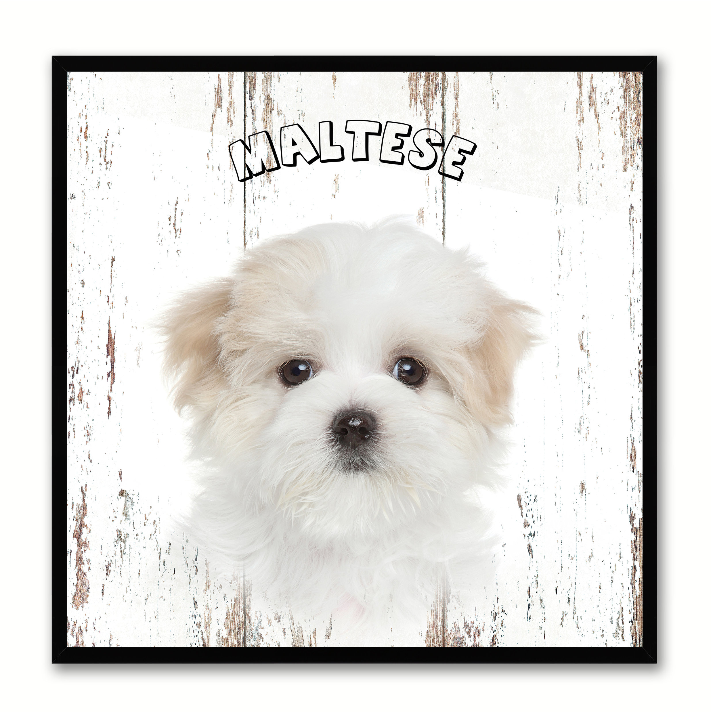 Maltese Dog Canvas Print, 7"x7", 20"x20" - Contemporary - Prints And ...