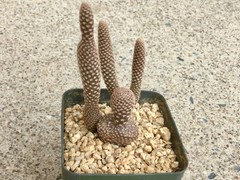 Ugliest Cactus Ever....