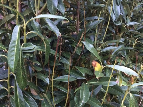 Skip Laurel Help needed! | Houzz Forum