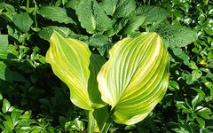 Trip to Fox Hosta Farm | Houzz Forum