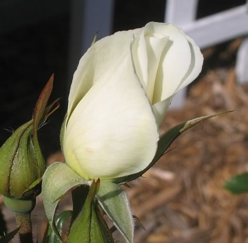 First blooms of the year 'Moondance'