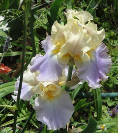2 views of Lullaby of Spring, TB