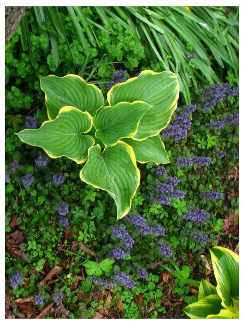 H. 'Sagae' and friends