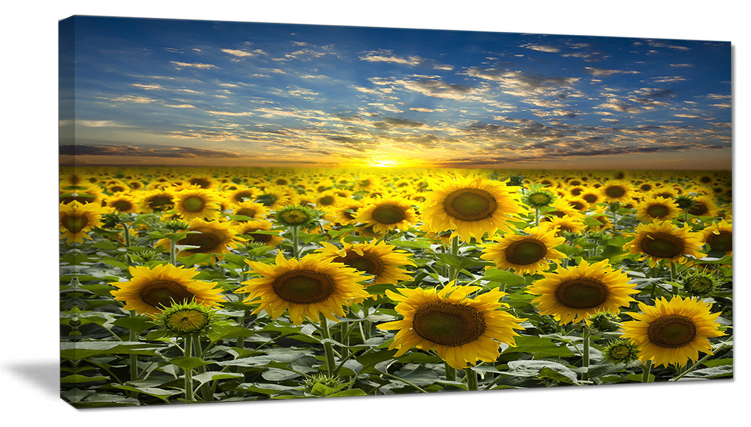 Designart - Field of Blooming Sunflowers - Large Flower Canvas Wall Art ...