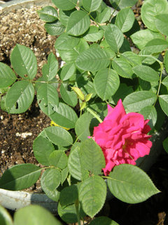 What about Long Ago Roses?