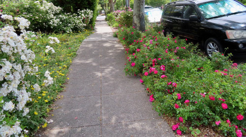 Walking down the sidewalk...