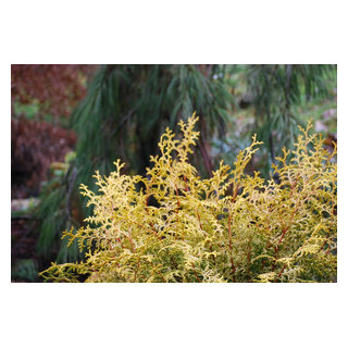 Chamaecyparis obtusa 'Lucas' with Pinus strobus 'Angel Falls ...