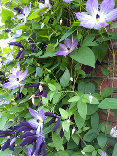 2019 Clem flower show