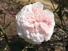 David Austin Discontinued Roses