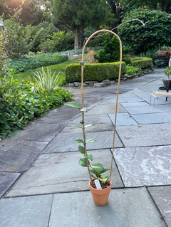 Fastest growing Hoyas | Houzz Forum