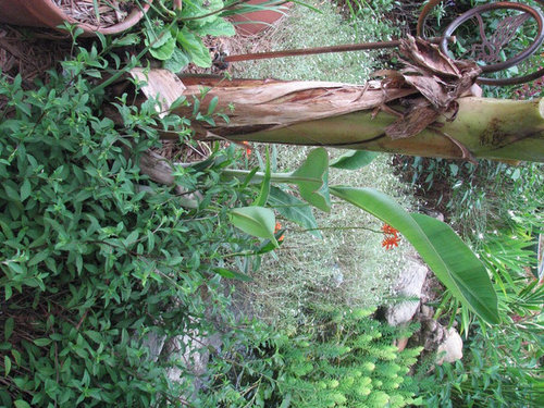 need advice about banana pups