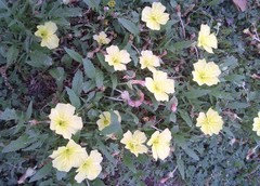 Evening Primrose 'Siskiyou' - invasive?