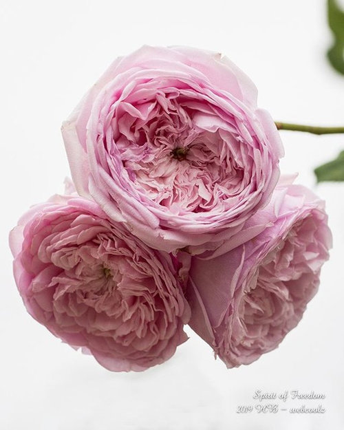 Unique roses in our collections