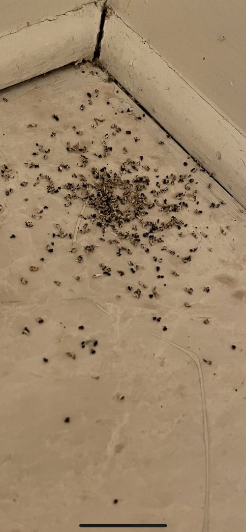 Weird debris from ceiling