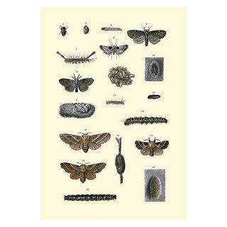 Insect Study #7, 24" x 36" - Traditional - Prints And Posters - by ...