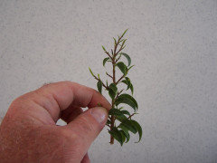 Rootstock suckers on Meyer lemon tree? Where is the main trunk?
