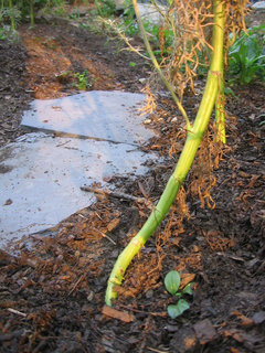 Why do plant stems sometimes lean and not stand straight and strong?