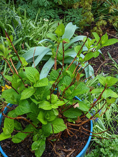 Tuff Stuff vs Tuff Stuff Ah-Ha