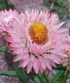 Strawflower - Helichrysum tall double mix (from seeds)