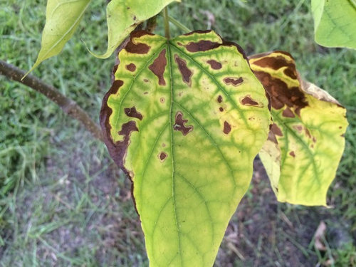 Catalpa tree diseased? | Houzz Forum