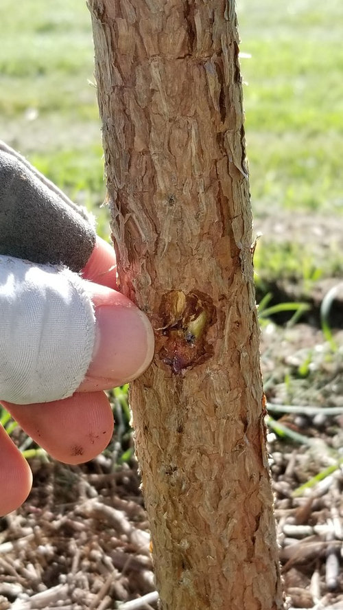 Young pine tree damage