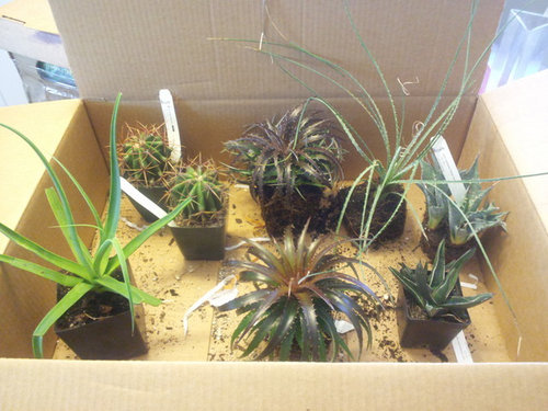 A few new pokey plants