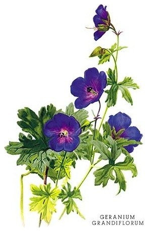 Geranium Grandiflorum, 12" x 18" - Traditional - Prints And Posters ...