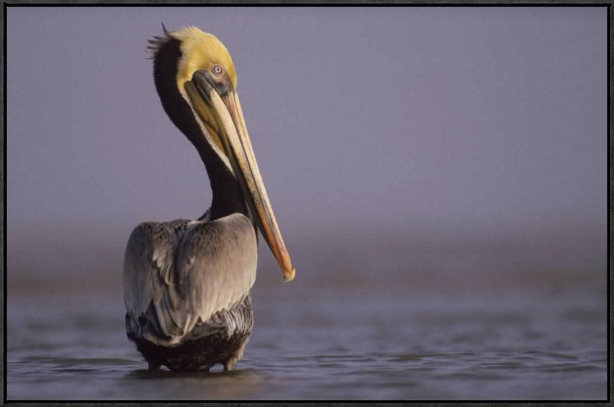 "Brown Pelican adult portrait, Texas" by Tim Fitzharris, 19x13", 36"x24 ...