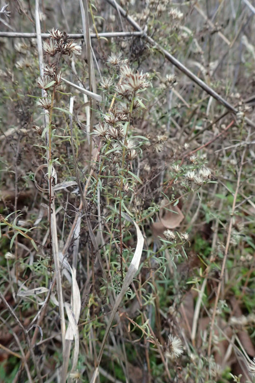 Very Small, Thin Leaves?