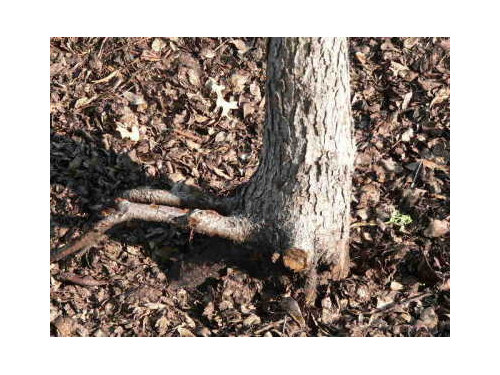 bur oak root flair