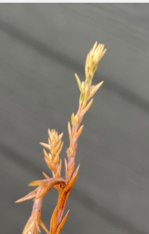 Blue Arrow Juniper Browning | Houzz Forum
