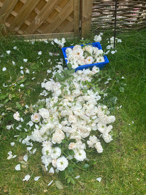 Your Best Kordes Roses