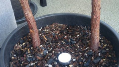 Ficus Trees in Containers IV