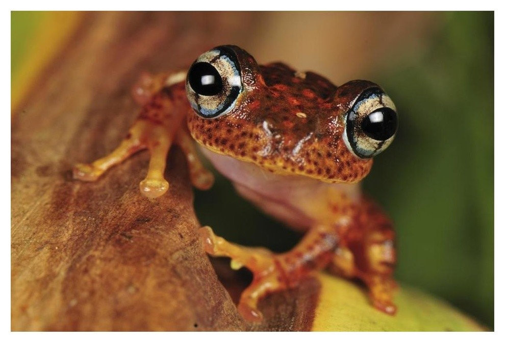 "Tree Frog portrait, Andasibe-Mantadia National Park" Paper Art, 20"x14 ...