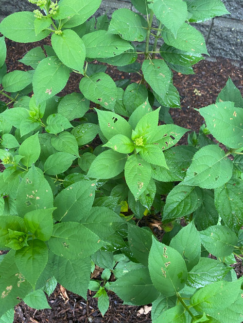 Insect/Aphid damage to hydrangea leaves