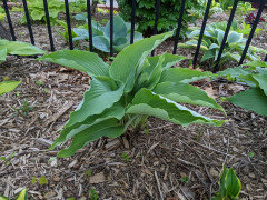 Hosta C 2023 .............................