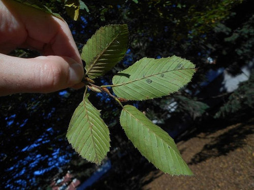 Large tree with small seed attached to leaf shaped spinner.