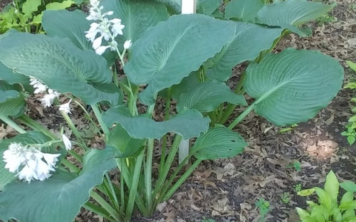 Trip to Fox Hosta Farm | Houzz Forum