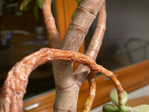 Drooping shriveled jade tree branches