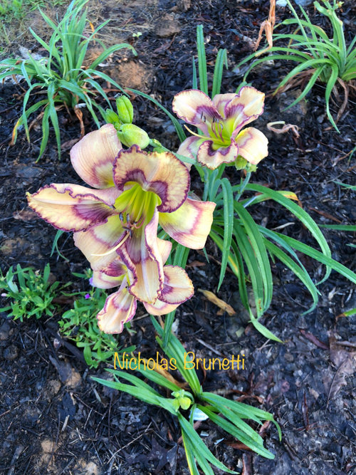 Finally a good bloom opening day