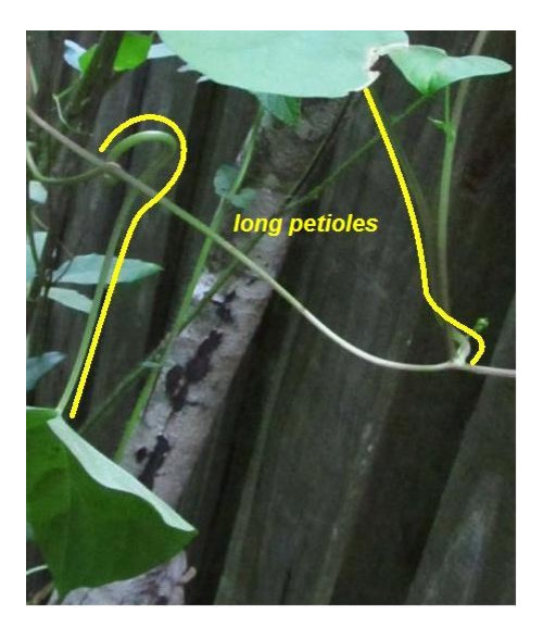 thin vine, long petioles